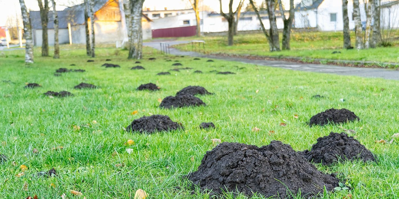 What's the Difference Between Mole vs Snake Holes?