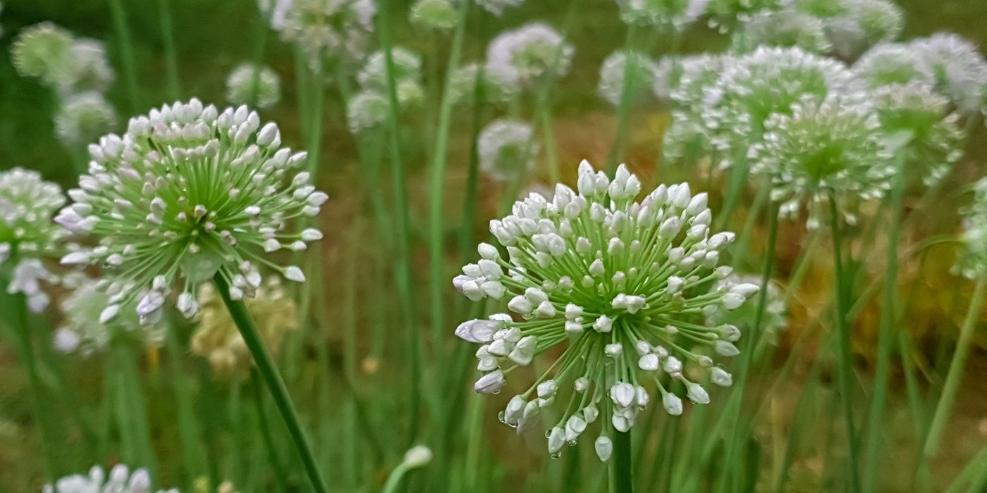 A Guide to Edible Wild Plants and Their Culinary Delights