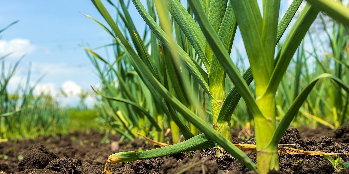 Unlock the Secrets of November Garlic Planting