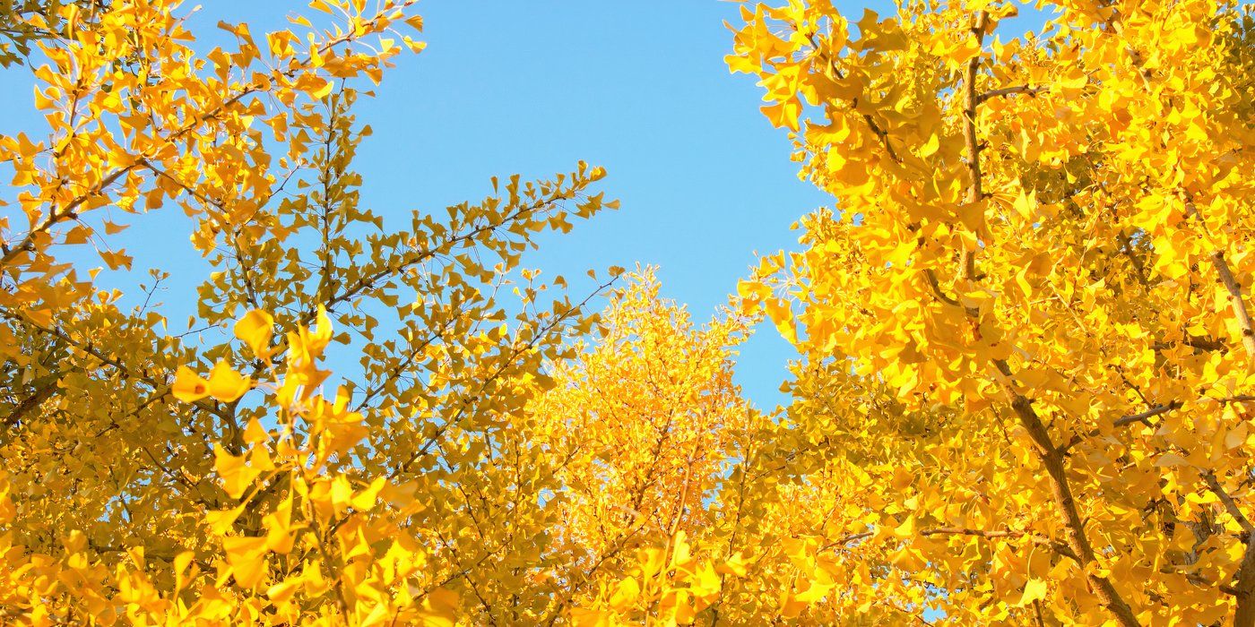 Middle Earth Trees: Bring the Essence of the Rings of Power to Your Space