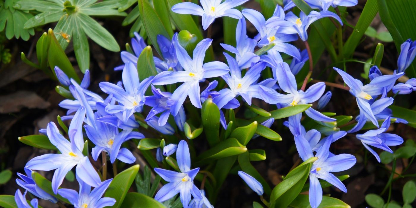 Stunning Blue Garden Flowers to Elevate Your Outdoor Space