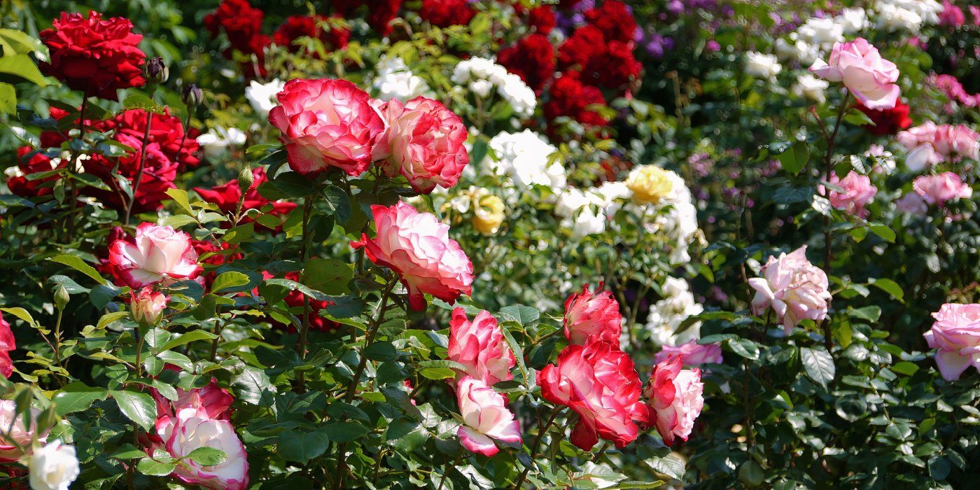 Grandiflora Roses: One of the Hot Garden Flowers to Use in Landscape Design
