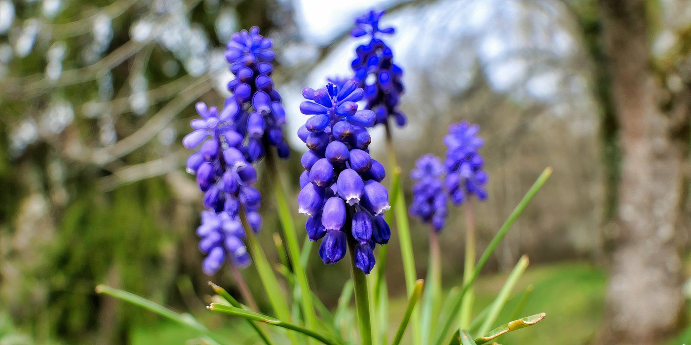 What To Plant in September: 5 Spring Bulb Choices