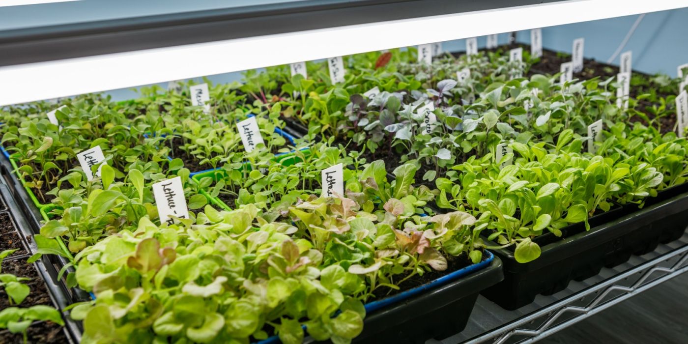 How Does Artificial Sunlight Work For Plants?