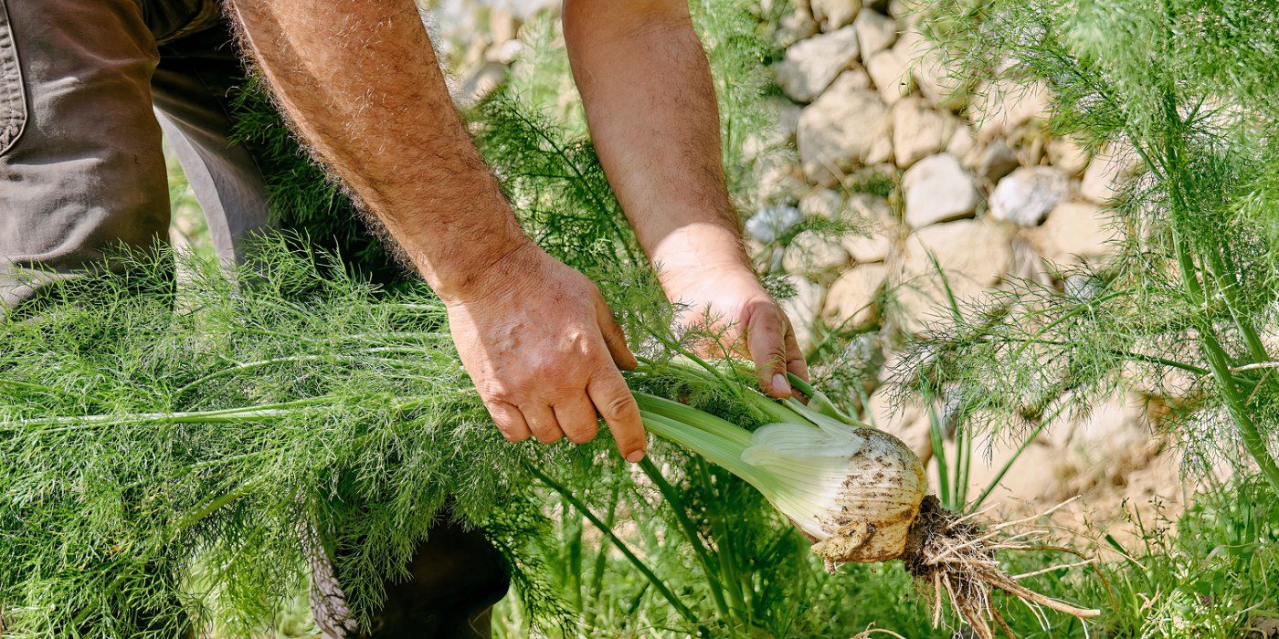 Learn About Growing Fennel Indoors in 6 Steps