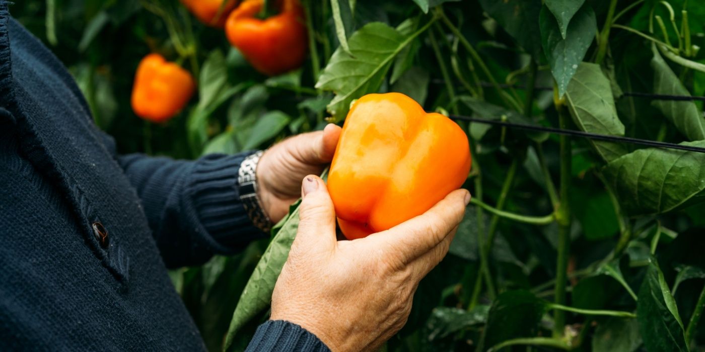 7 Bushy Vegetables to Cultivate in Your Garden