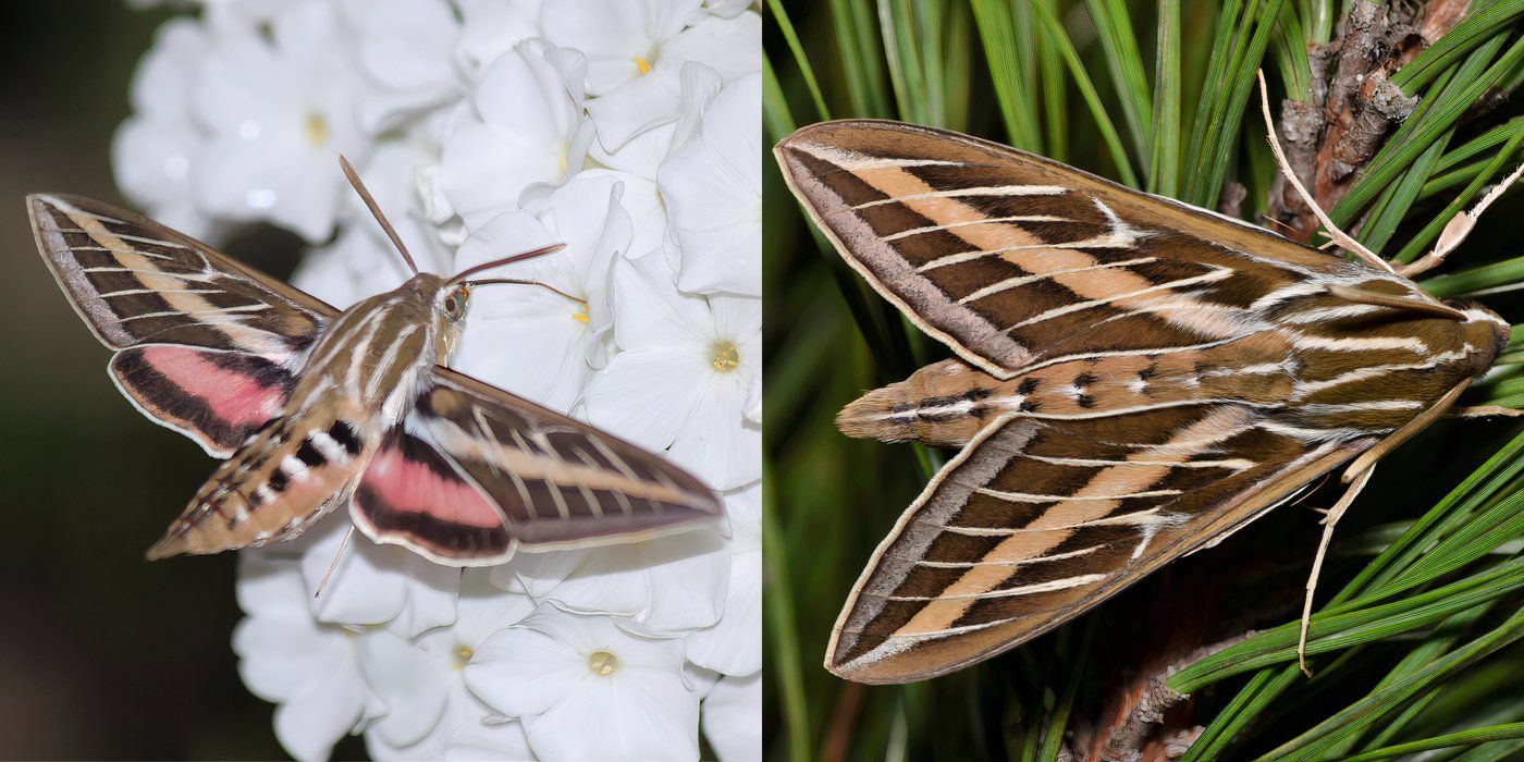 Queen of the Night: Secrets of the Beautiful Rare Flower