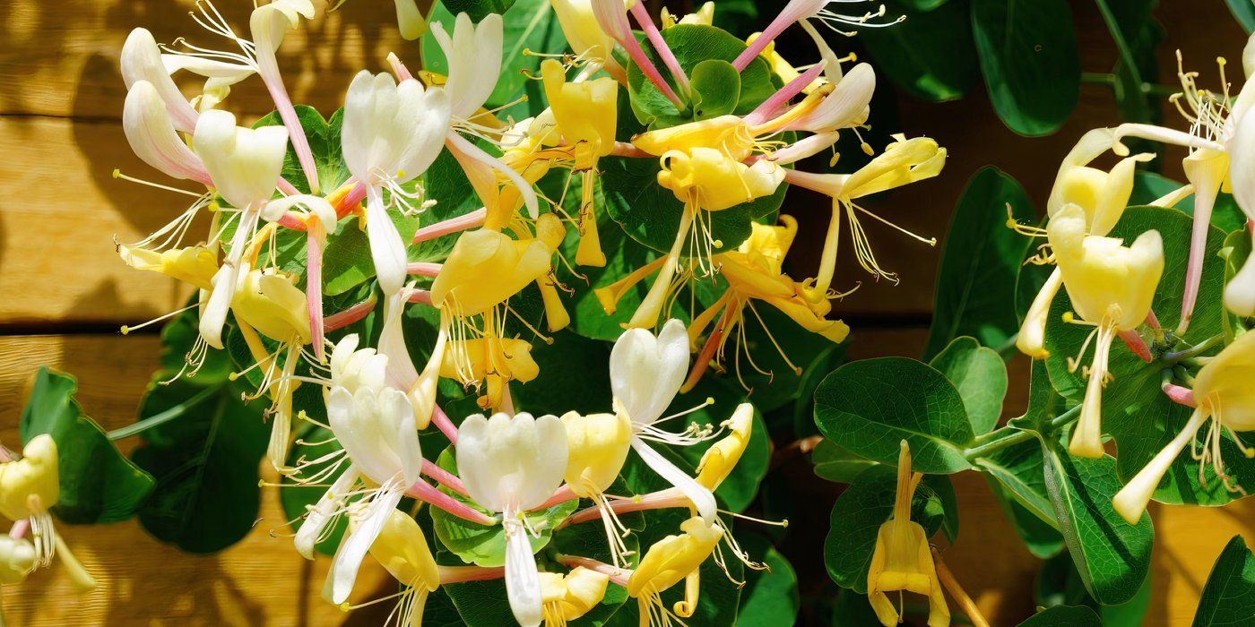 8 Creeping Vines Perfect for Screen Fences