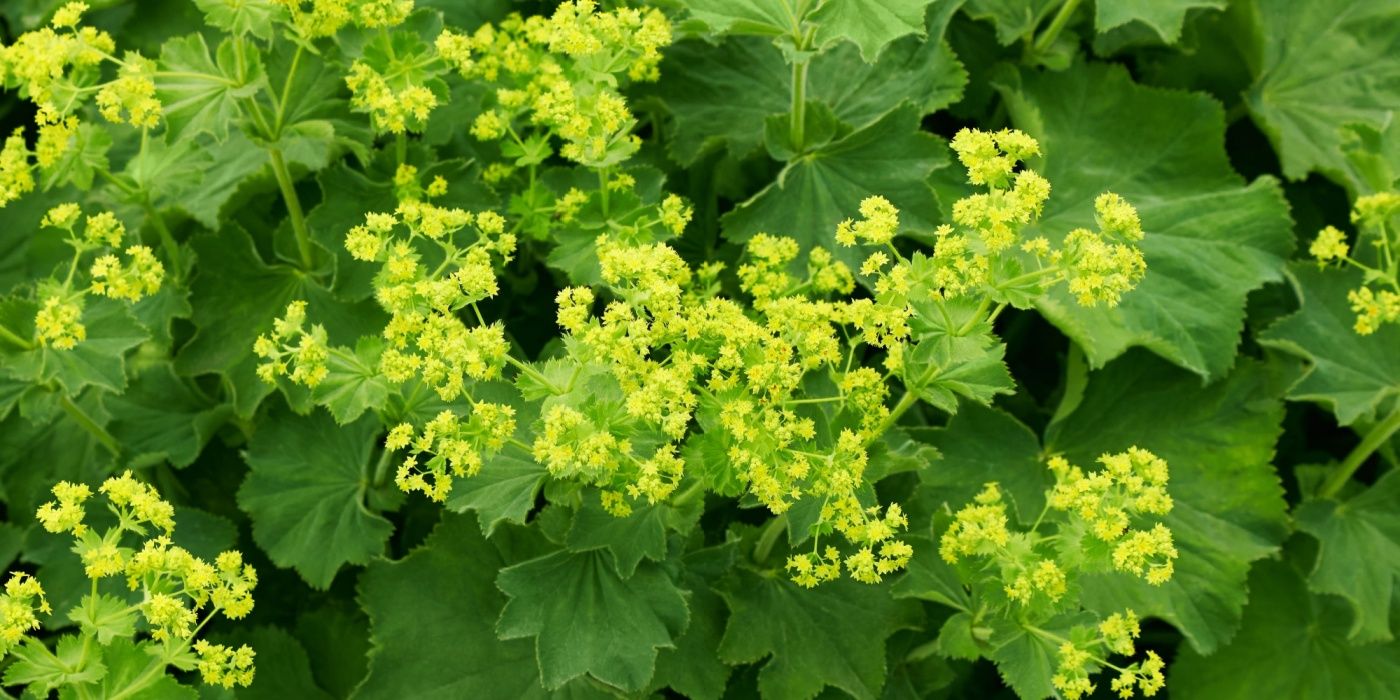 7 Bushy Vegetables to Cultivate in Your Garden