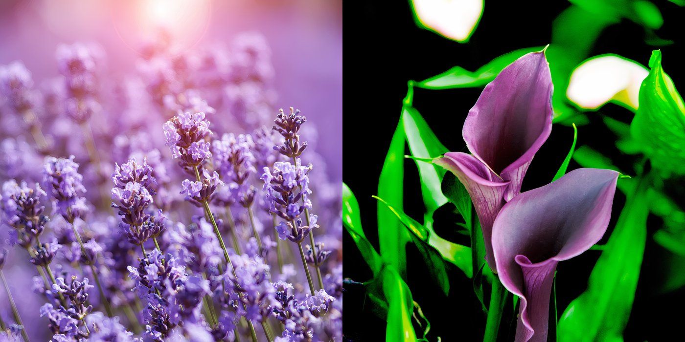 6 Garden Flowers With Rare Colors To Add To Your Garden