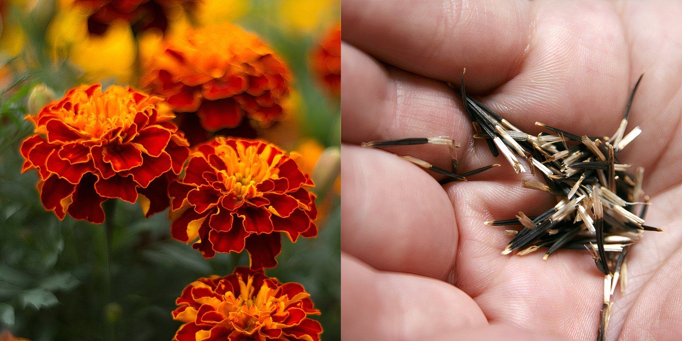 Save 3 Herb Seeds and 3 Flower Seeds From Your Summer Garden