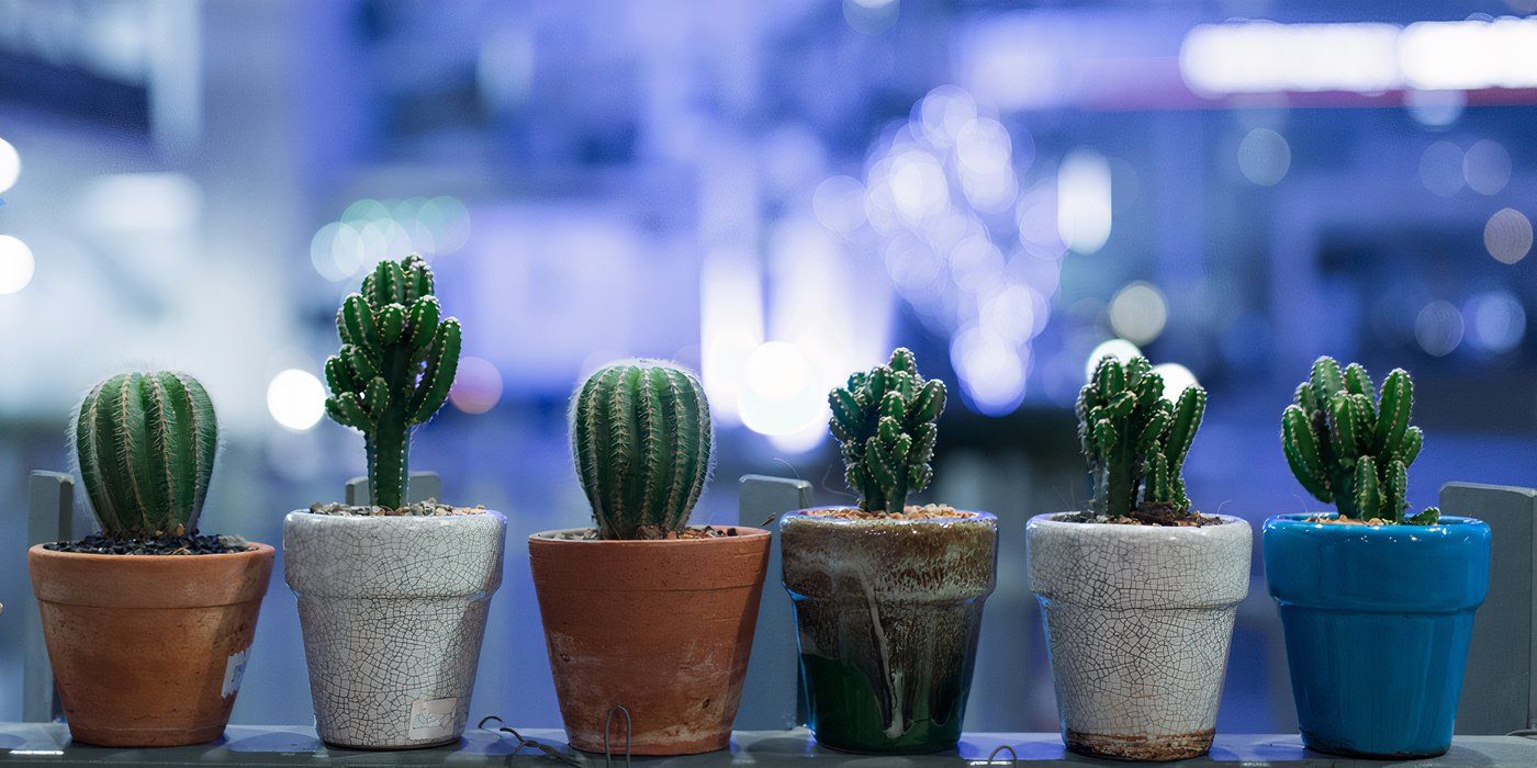 Hot Home and Garden Trends: Mini Cacti