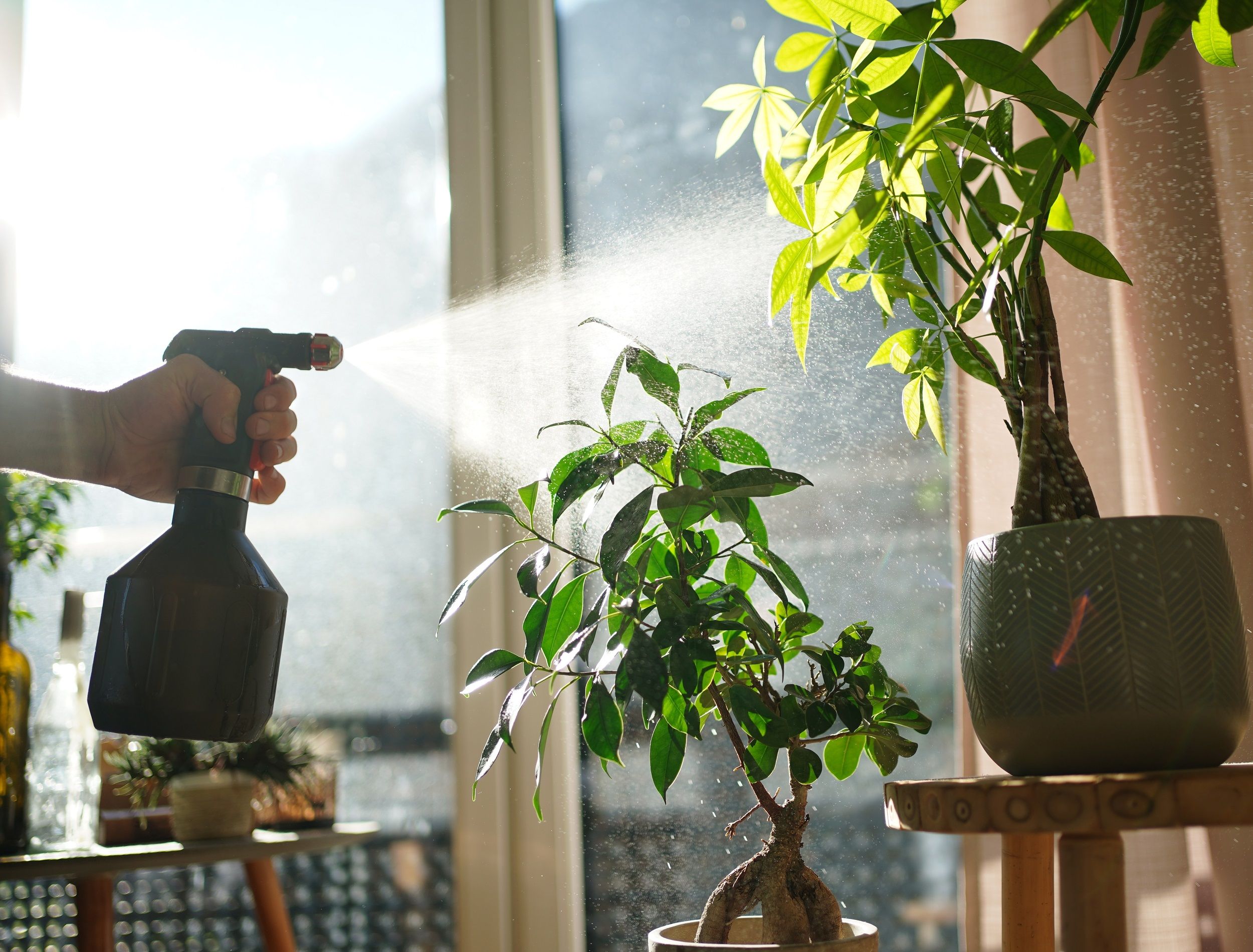 Summer Care for Indoor Plants: 7 Helpful Gardening Tips