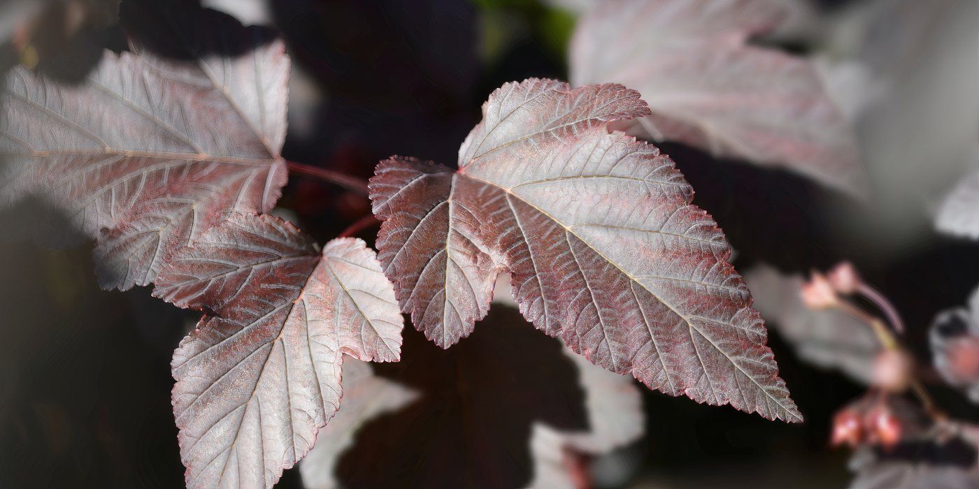 Use 7 Dark Leaf Plants To Bring Depth and Mystery To Your Garden