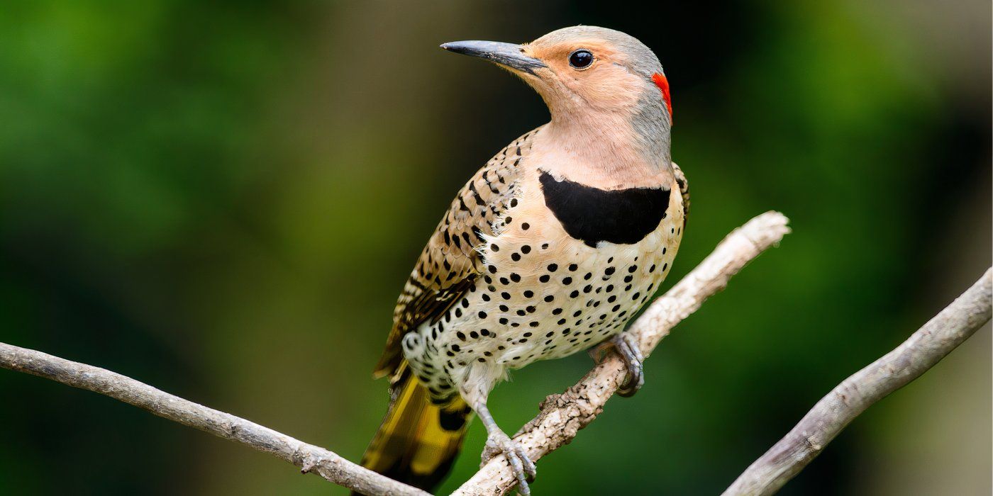 Autumn Birds: Learn How To Attract 6 Fall Birds To Your Backyard