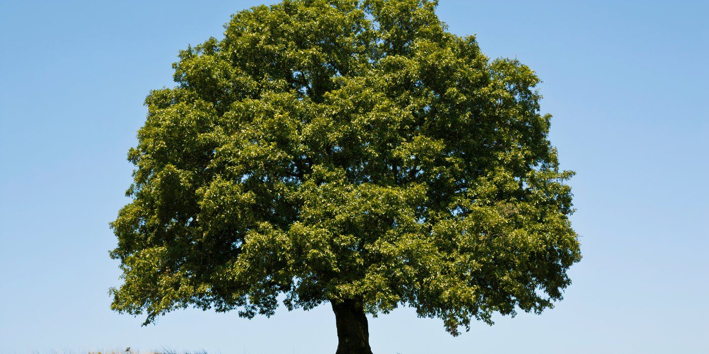 Best Trees and Shrubs to Transform Your Fall Landscape