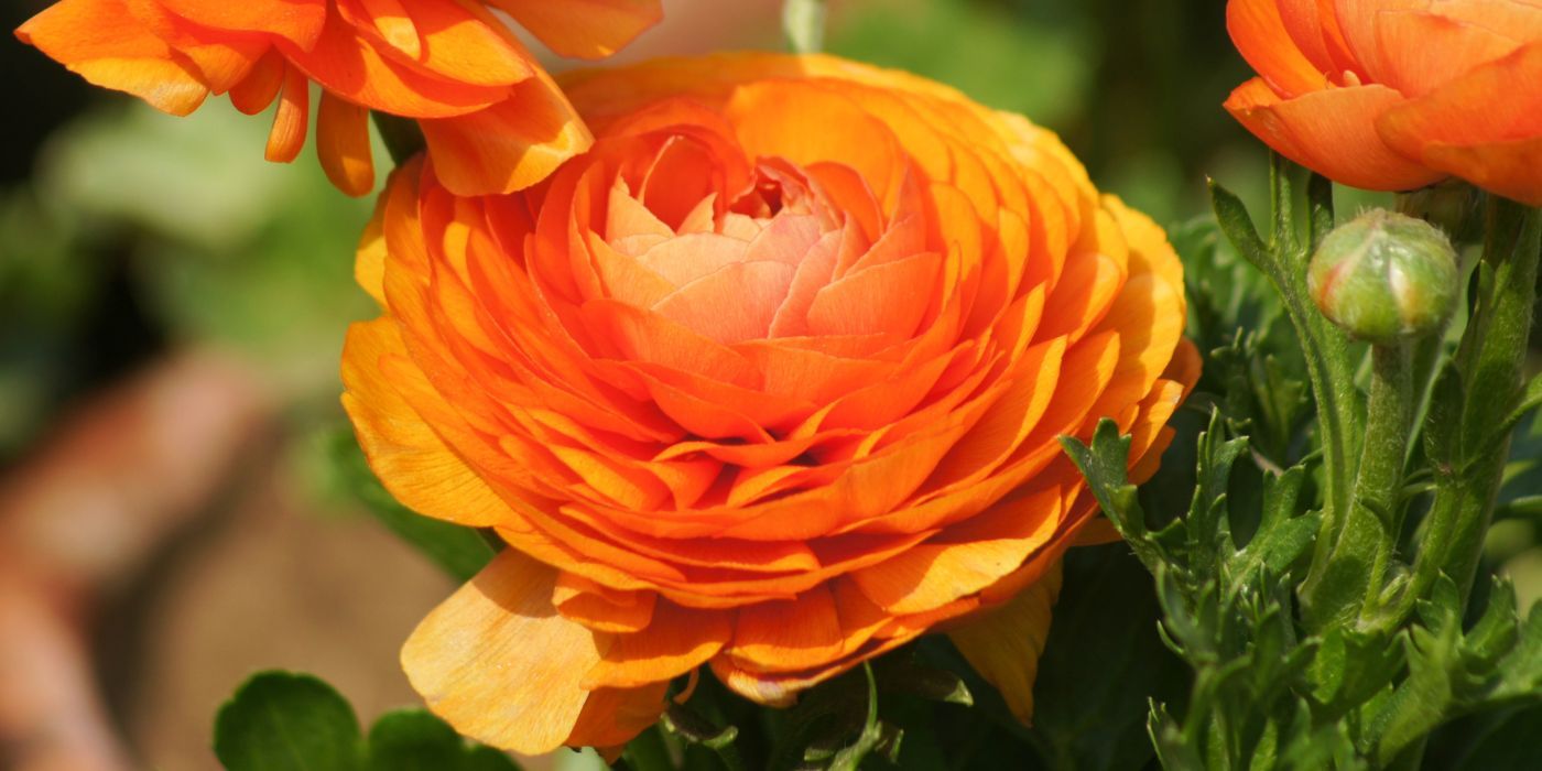 5 Orange Flowers That Will Brighten Up Your Backyard Garden
