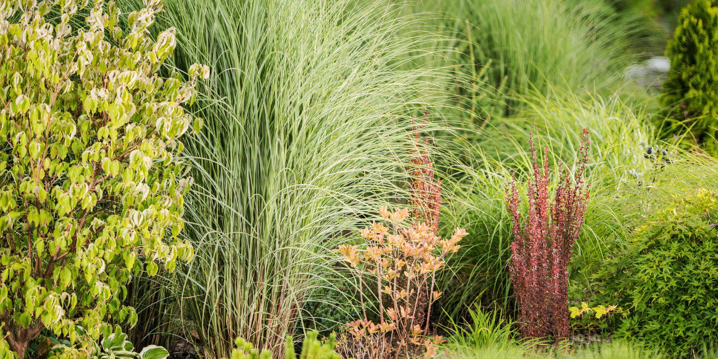 Add Plants With Texture To Your Garden or Bouquets for a Sensory Experience
