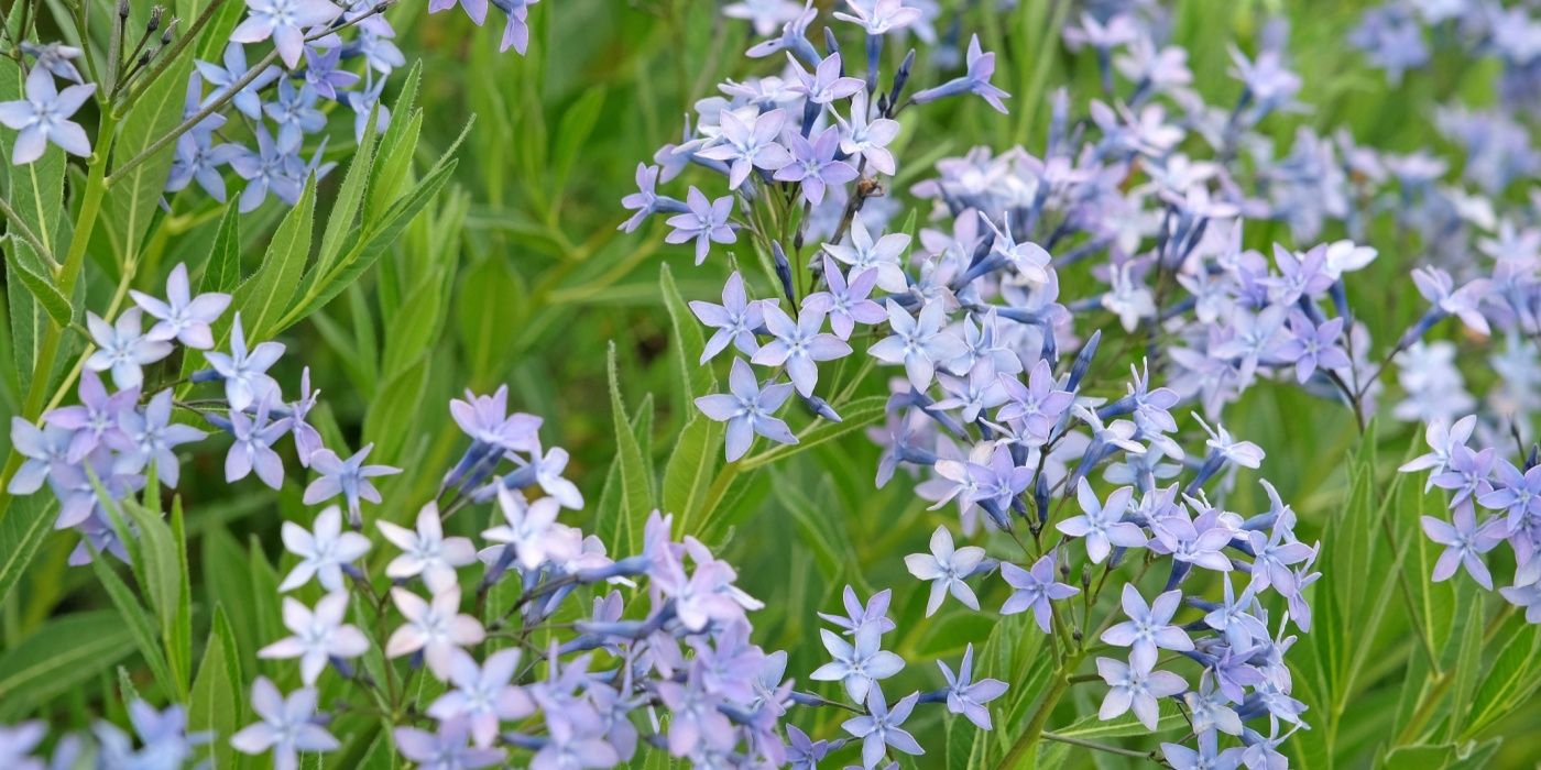 Stunning Blue Garden Flowers to Elevate Your Outdoor Space