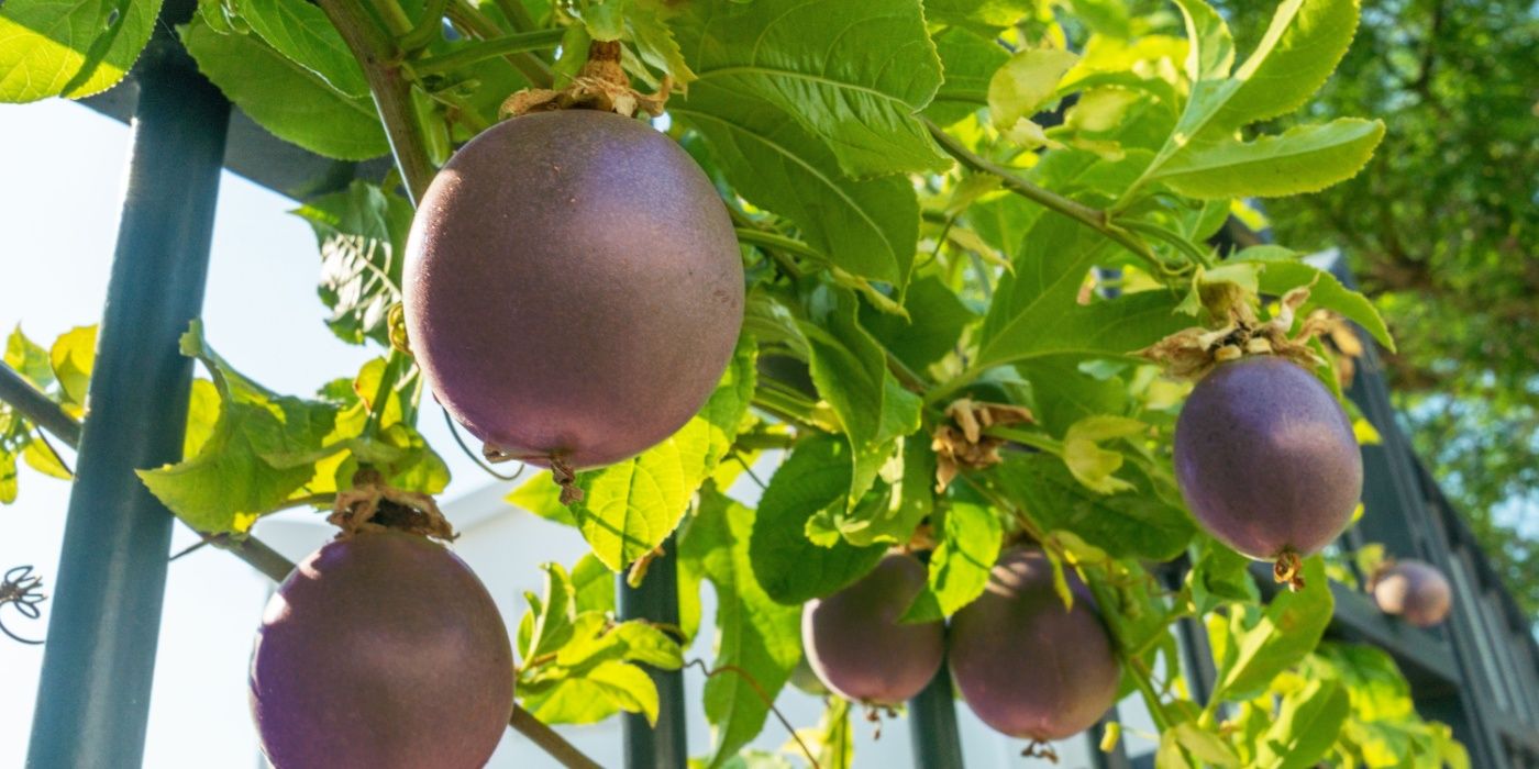 Growing Passion Fruit: A Step-by-Step Guide from Seed to Sweetness