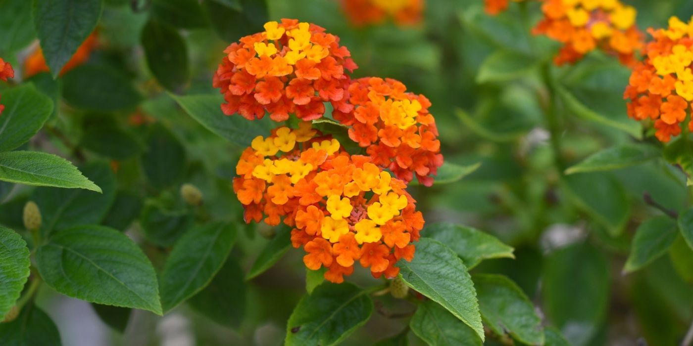 5 Orange Flowers That Will Brighten Up Your Backyard Garden
