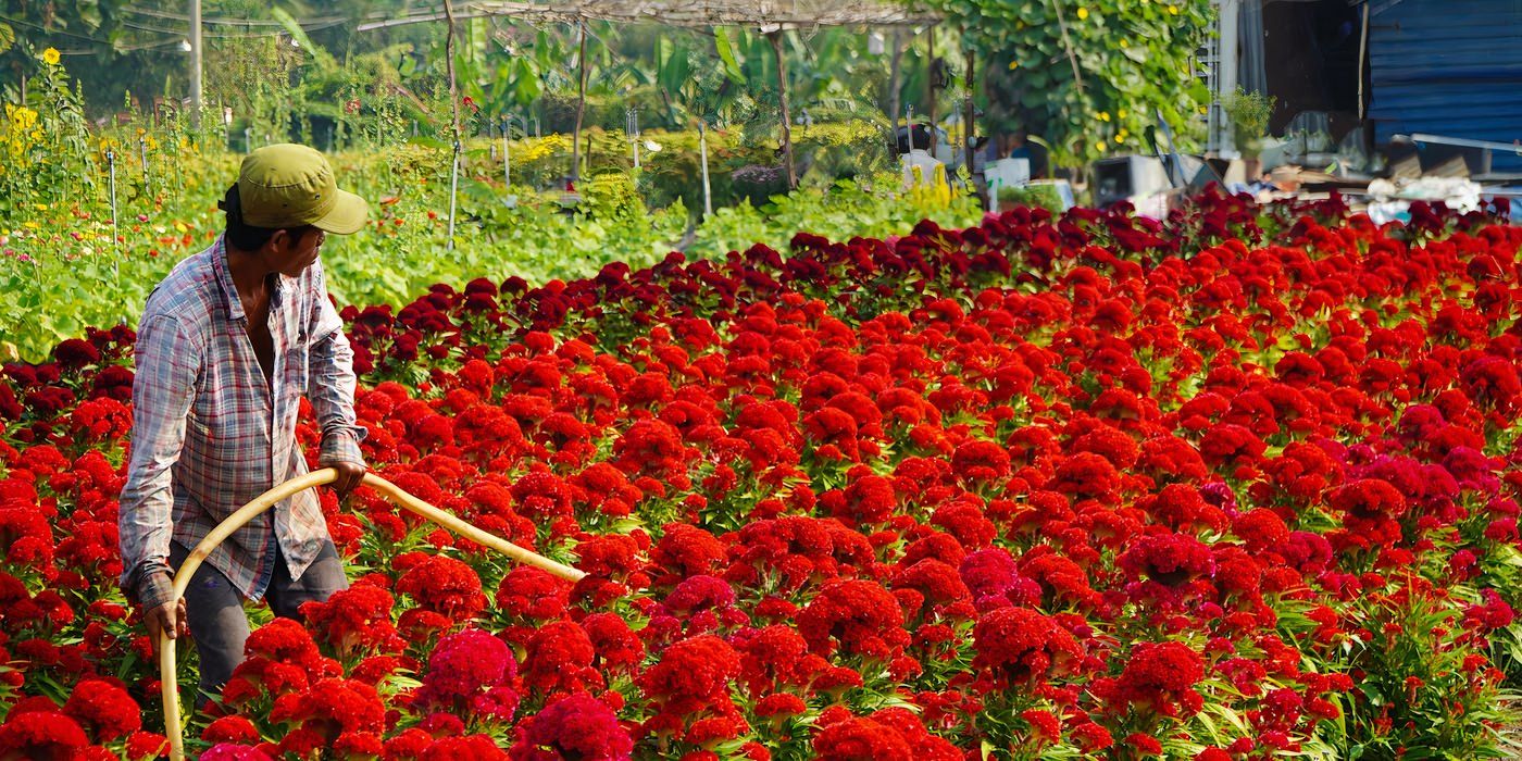 Discover the Magic of Confetti Farms