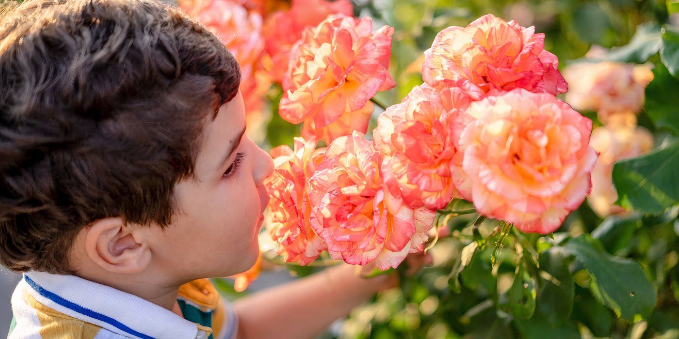 Designing a Sensory Garden for Kids: A Complete Guide