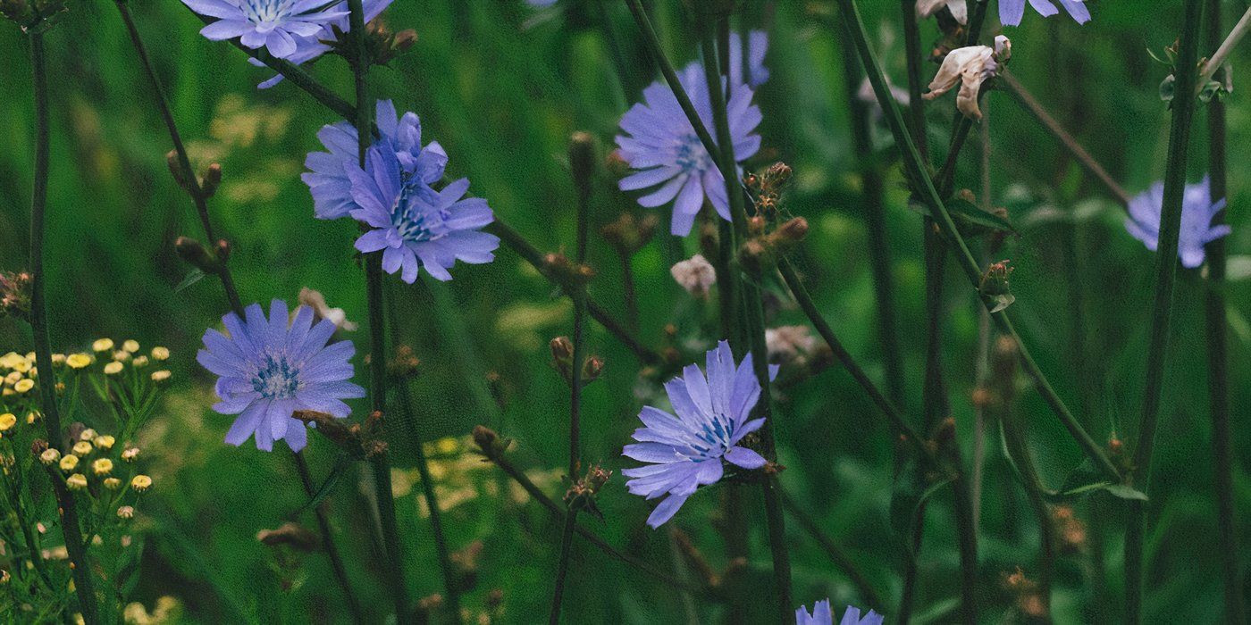 Rejuvenate Your Garden Soil with These 8 Effective Plants