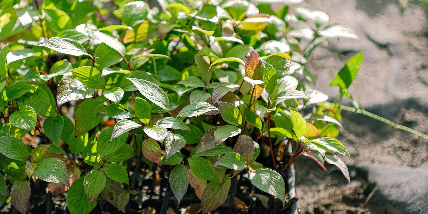 Seedling Care 101: Everything You Need to Know