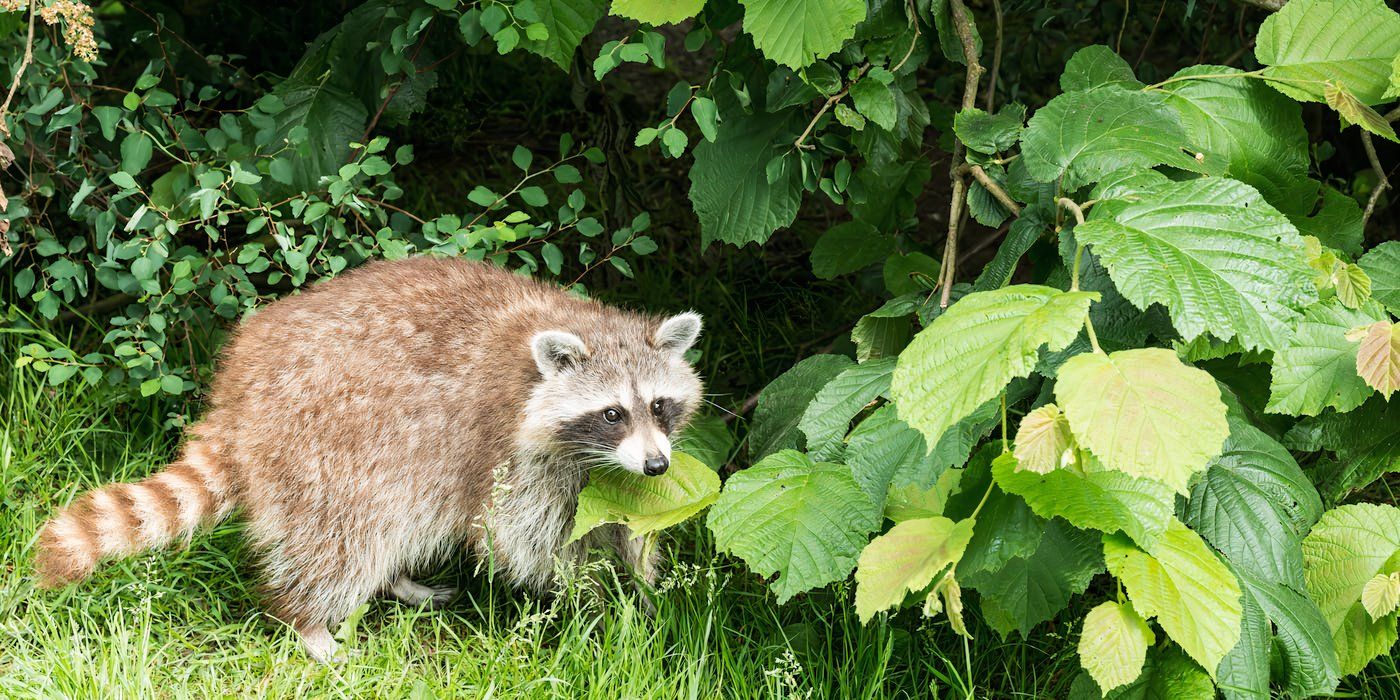 Beyond Bugs: 6 Larger Creatures Devastating Your Garden