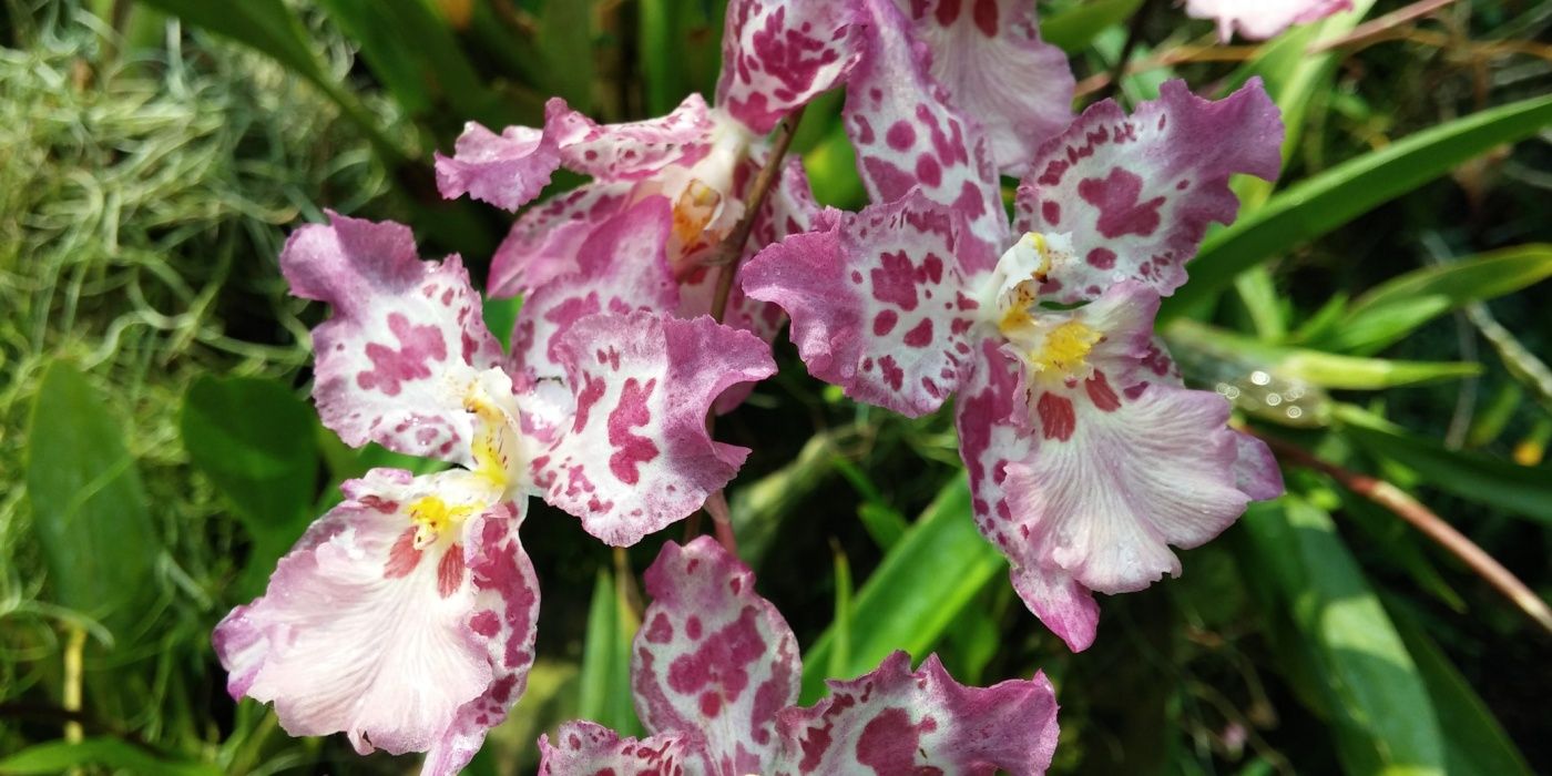 The Dancing Orchid: Discovering the Charm of Oncidium Plants