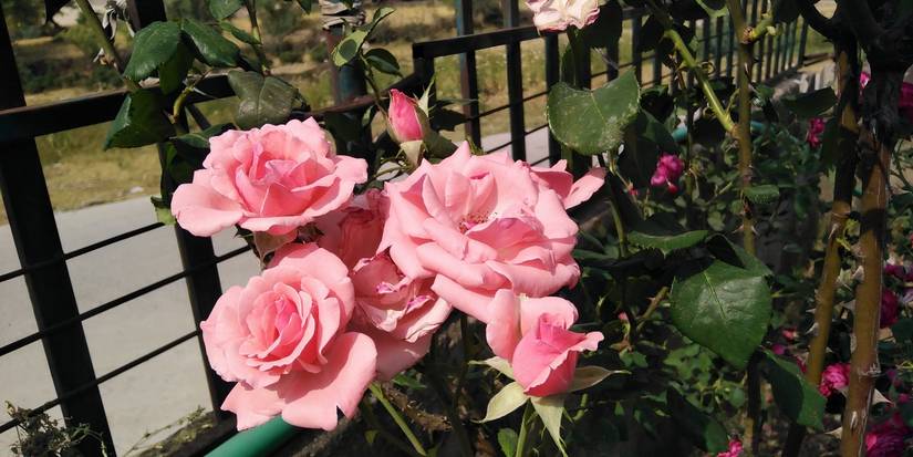 Elevate Your Valentine's Gift With the Most Beautiful Rose Varieties