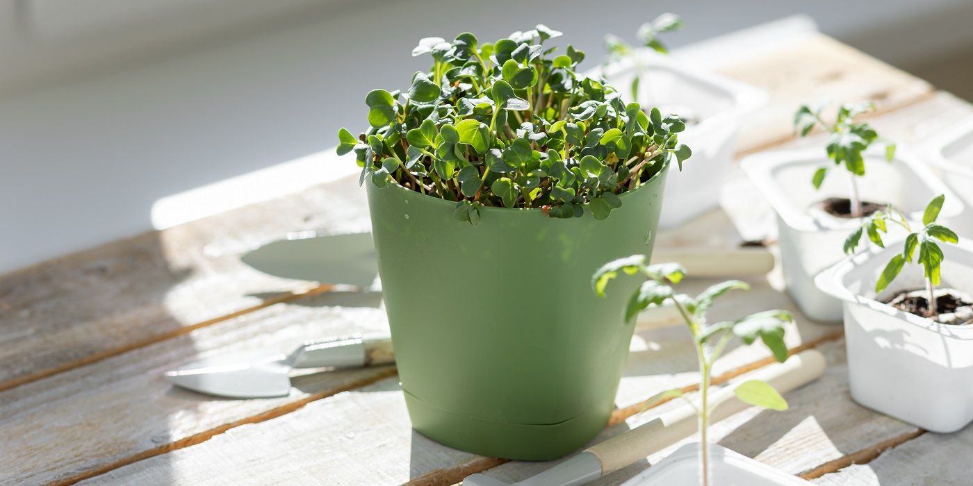 How to Grow Micro Tomatoes Like a Pro