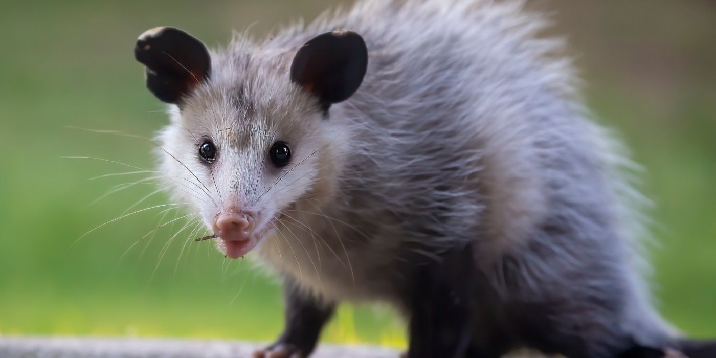 Preventing Potential Possum Problems