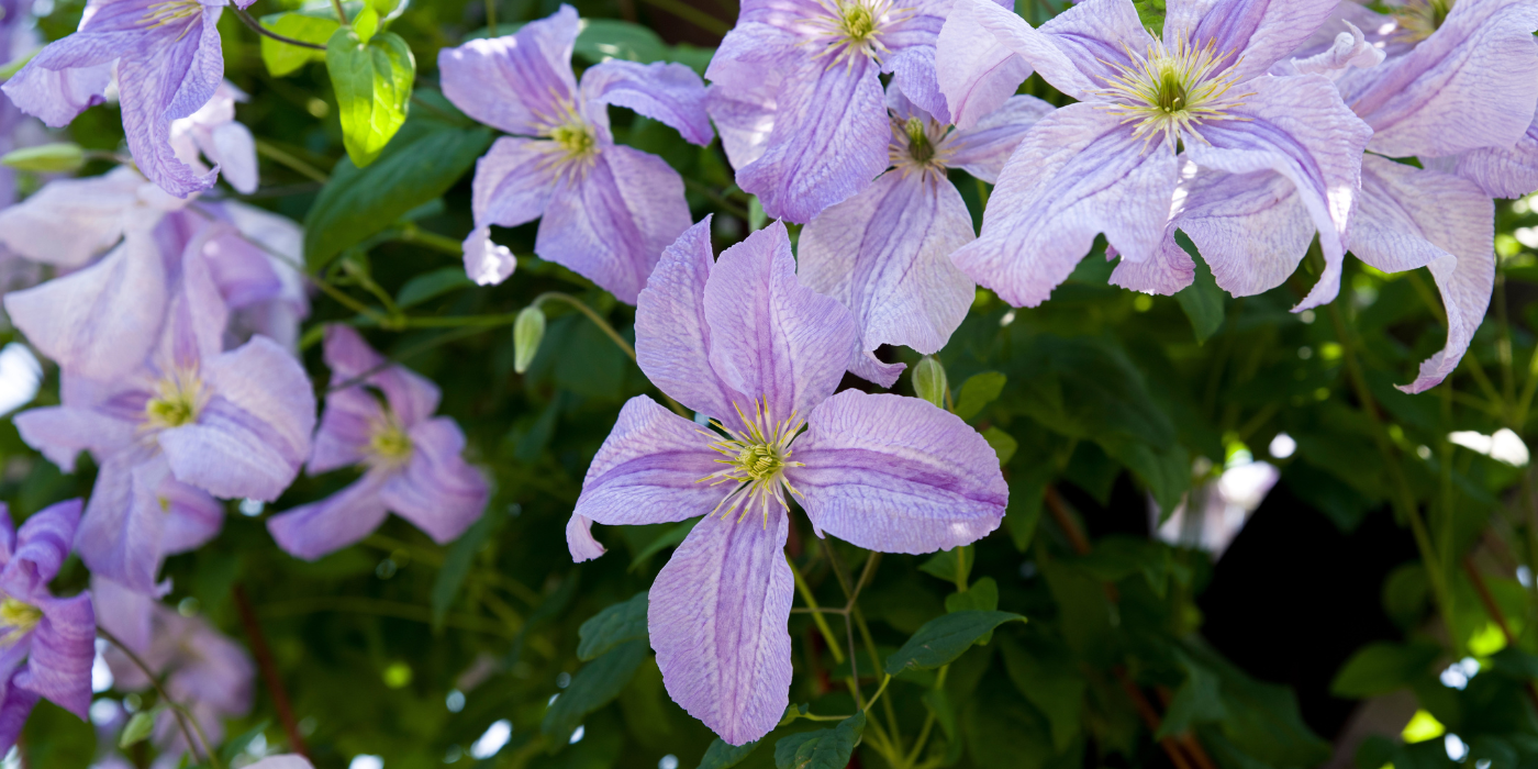 Must-Have Flowering Plants for Breathtaking Living Walls