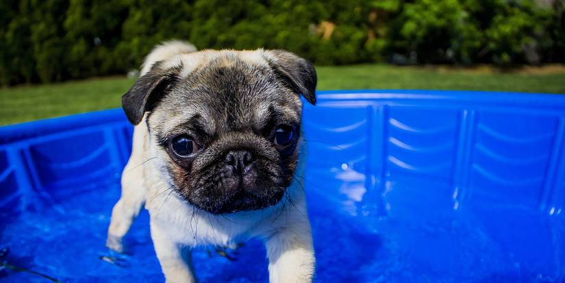 Fun DIY Dog Pool Projects to Keep Your Furry Friend Cool