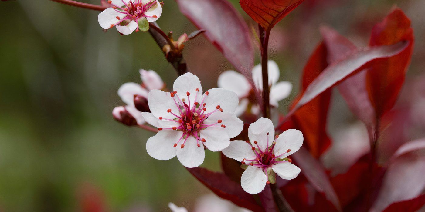 Flowering Shrubs Perfect For August Gardens