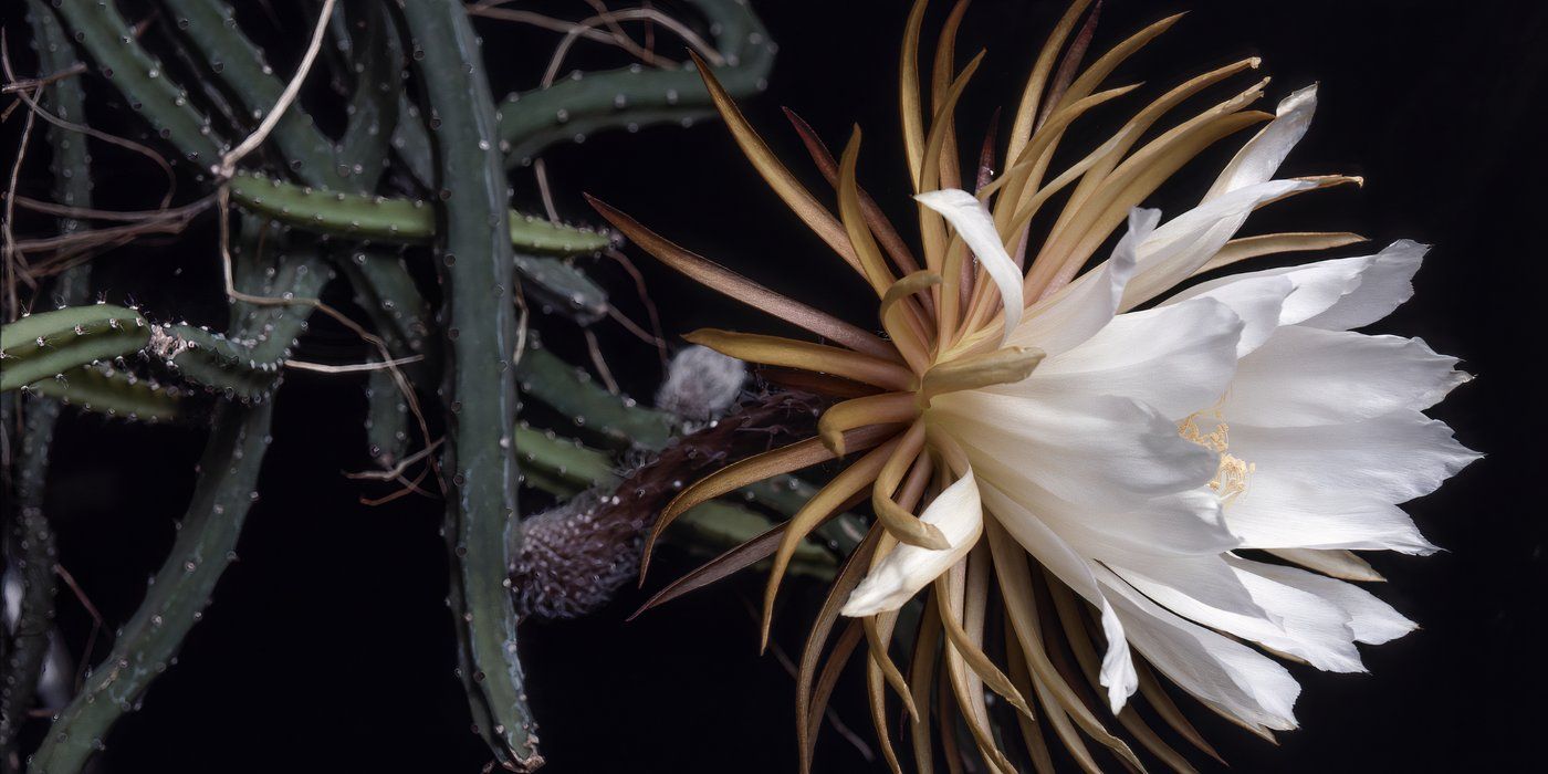 Queen of the Night: Secrets of the Beautiful Rare Flower