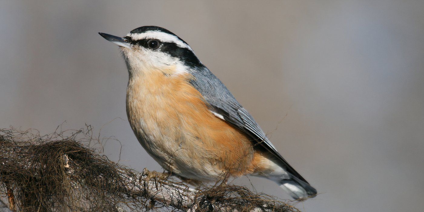 Autumn Birds: Learn How To Attract 6 Fall Birds To Your Backyard