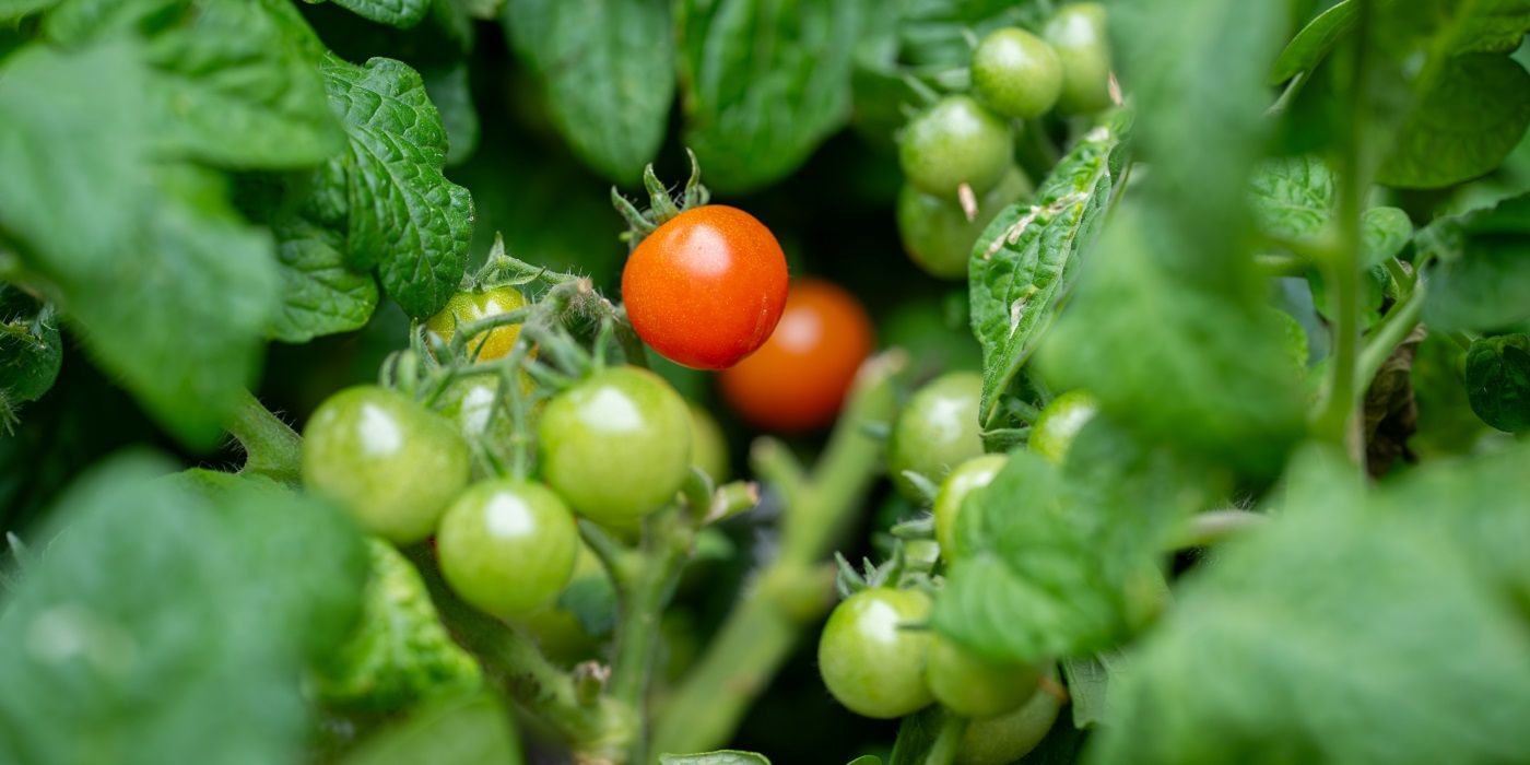 How to Grow Micro Tomatoes Like a Pro