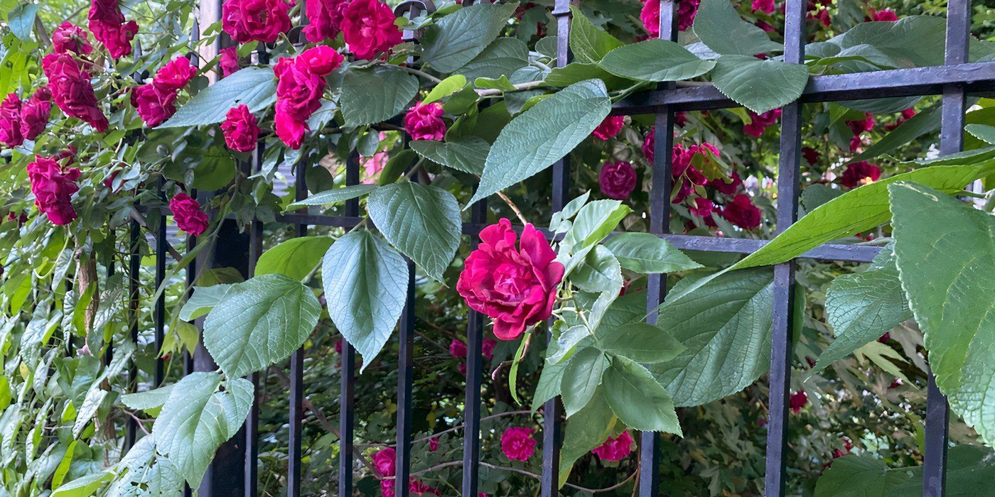 Top Landscape Roses for a Vibrant and Resilient Fall Garden
