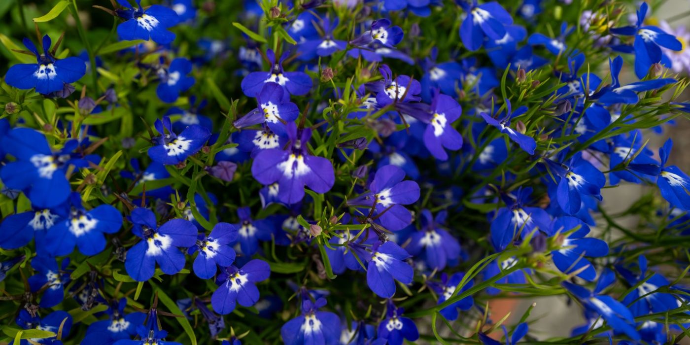 Stunning Blue Garden Flowers to Elevate Your Outdoor Space