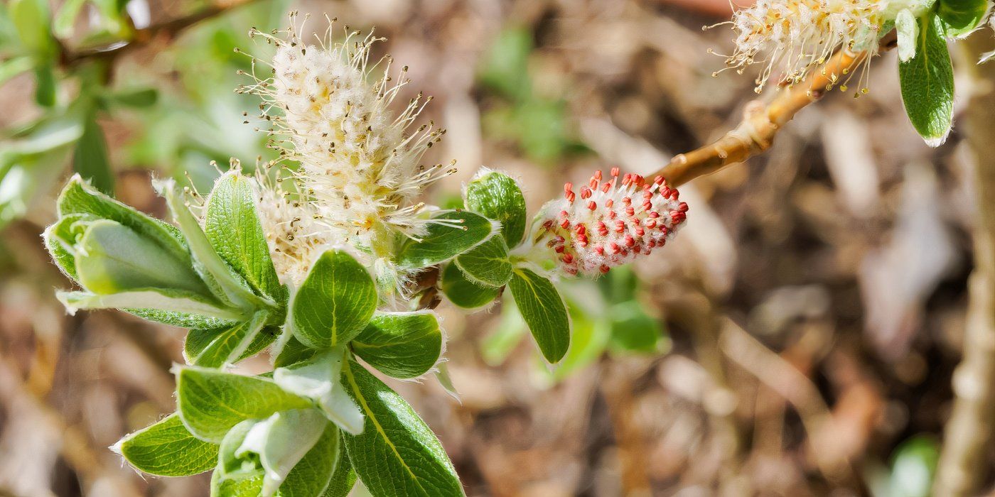 Low Maintenance Landscaping Plants: 7 Options for Busy Gardeners