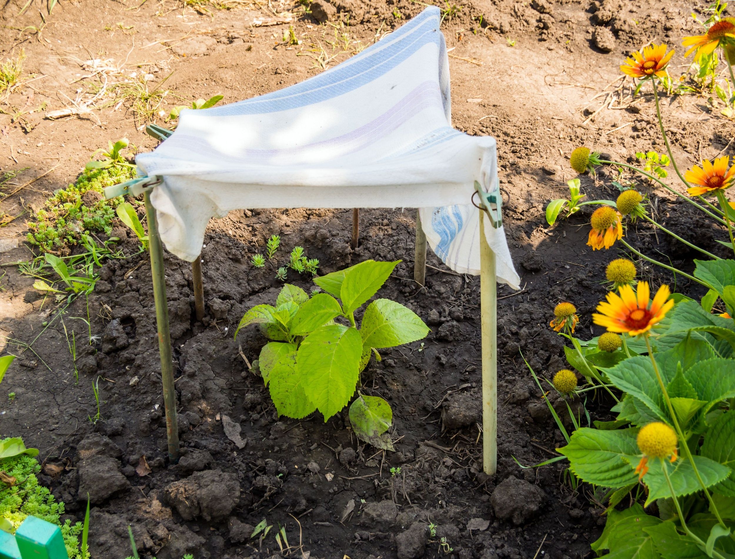 Keep Your Plants Cool: 8 Easy Hacks for Temporary Shade in Your Yard