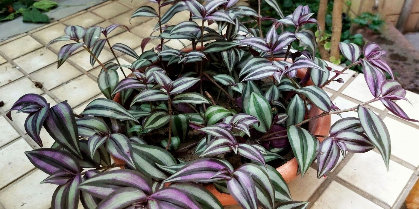 7 Gorgeous Plants with Striking Variegated Foliage