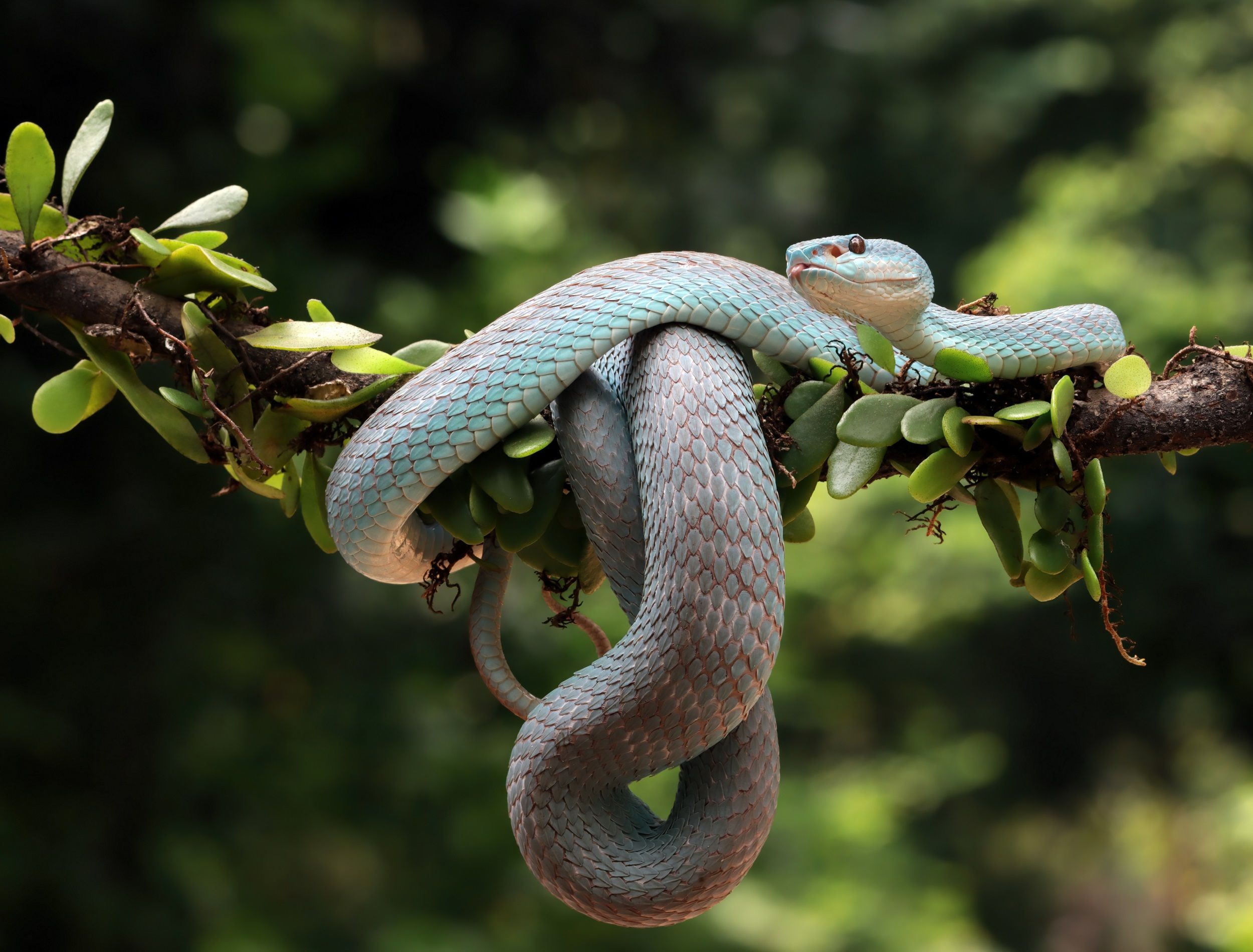 How to Grow Winter Vegetables