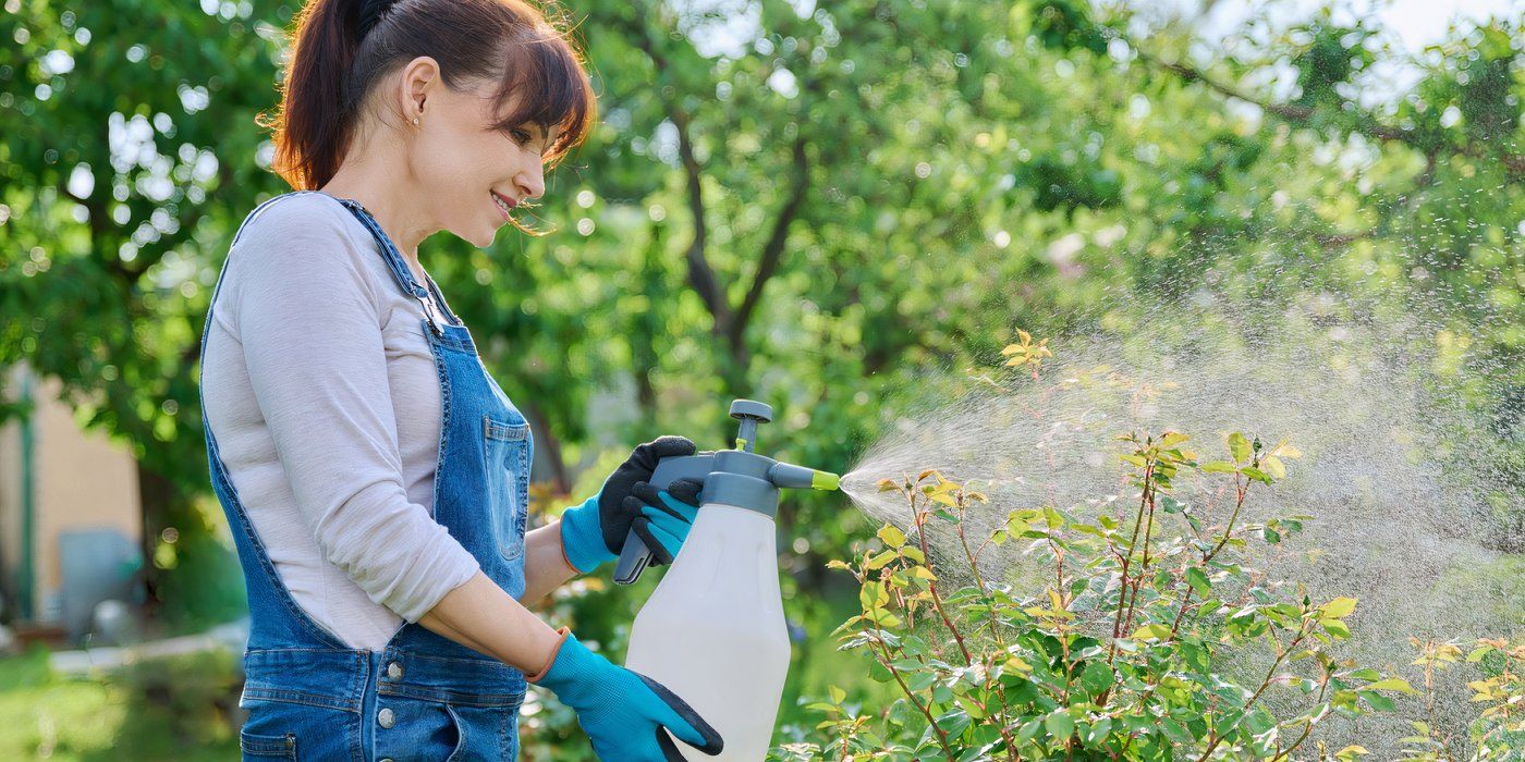 Grandiflora Roses: One of the Hot Garden Flowers to Use in Landscape Design