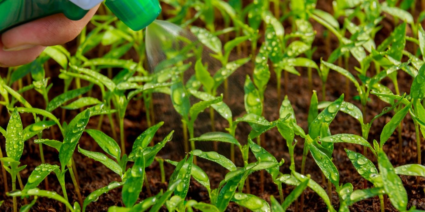 Seedling Care 101: Everything You Need to Know