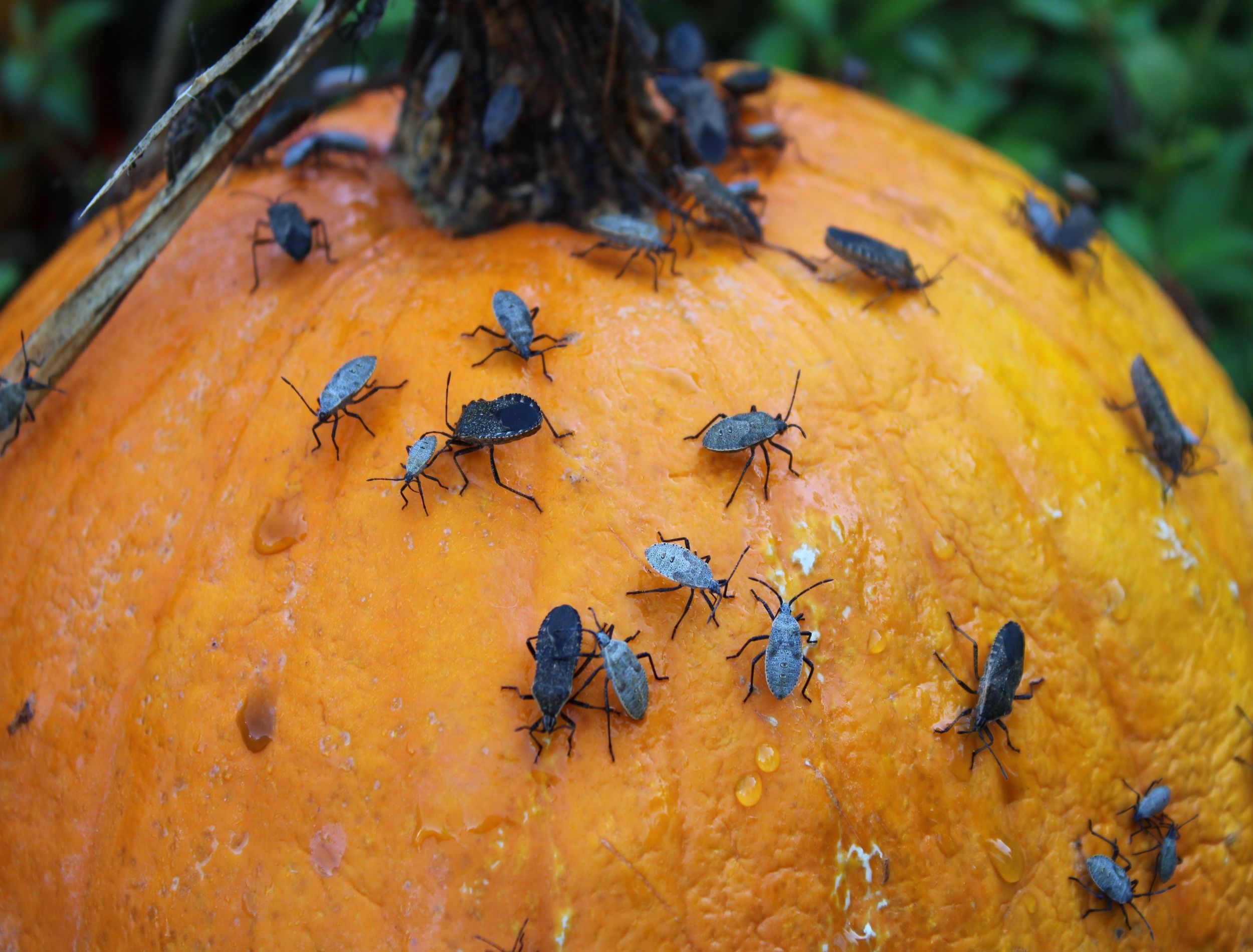 Essential Tips to Combat Squash Bugs