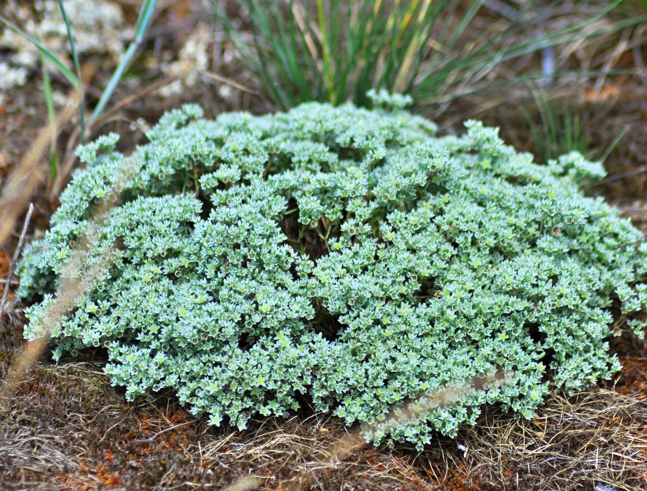 Backyard | BackyardBoss